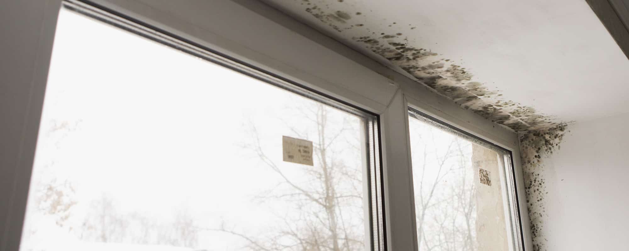 Schimmel in der Wohnung: Ursachen und Lösungen im Überblick