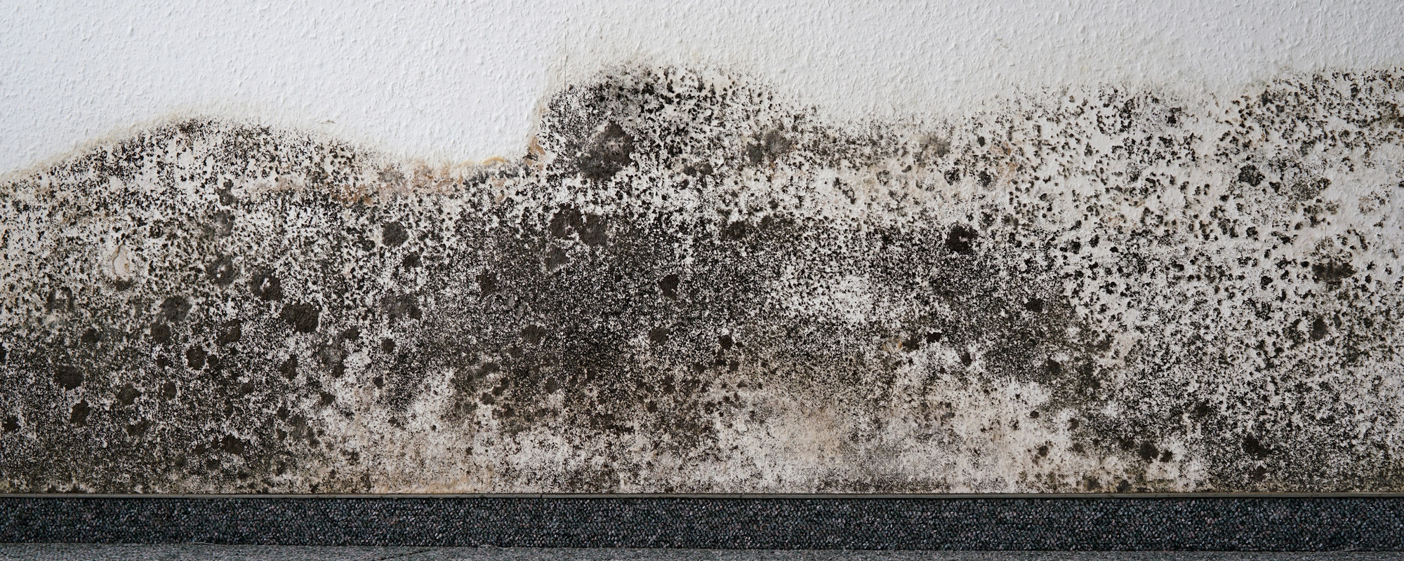 Tipps gegen Schimmel an der Wand: Ursachen und Lösungen