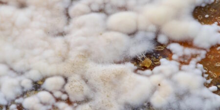 Weißer Schimmel erkennen und richtig bekämpfen - Tipps & Tricks