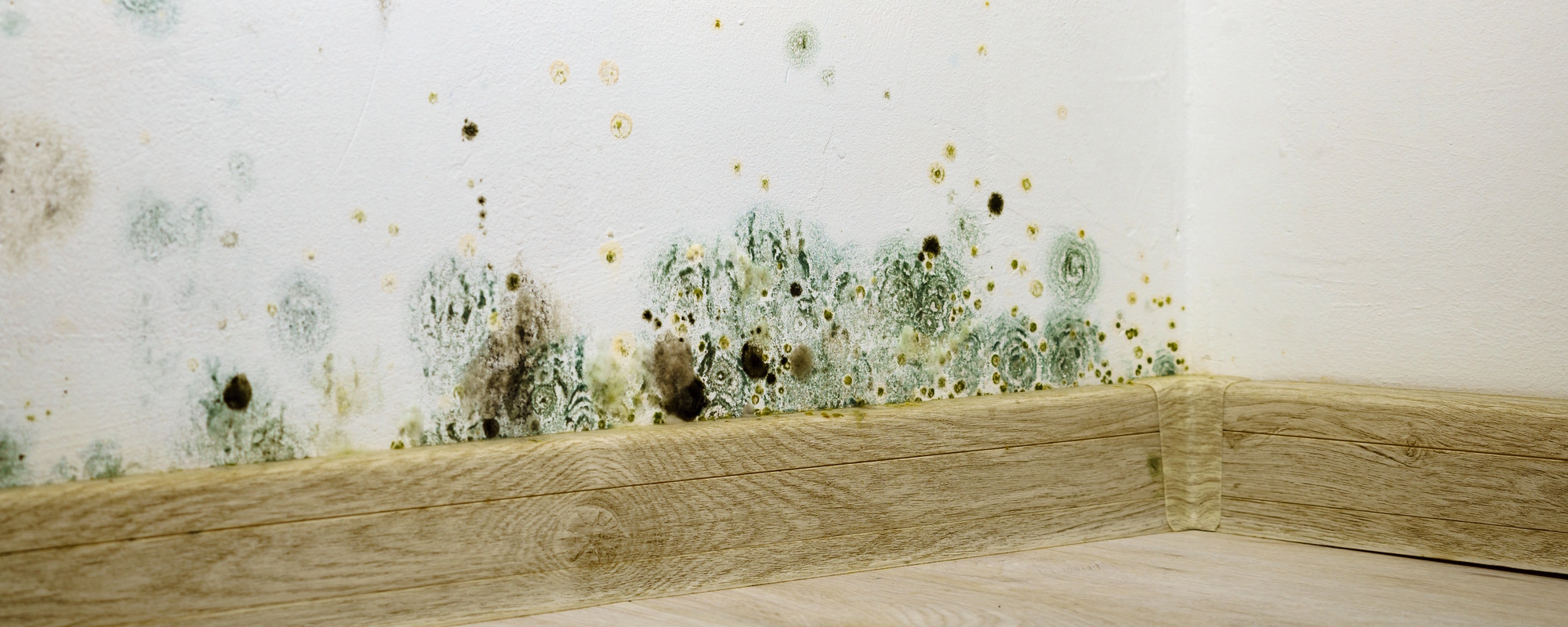 Schimmel Unten An Der Wand Ursache